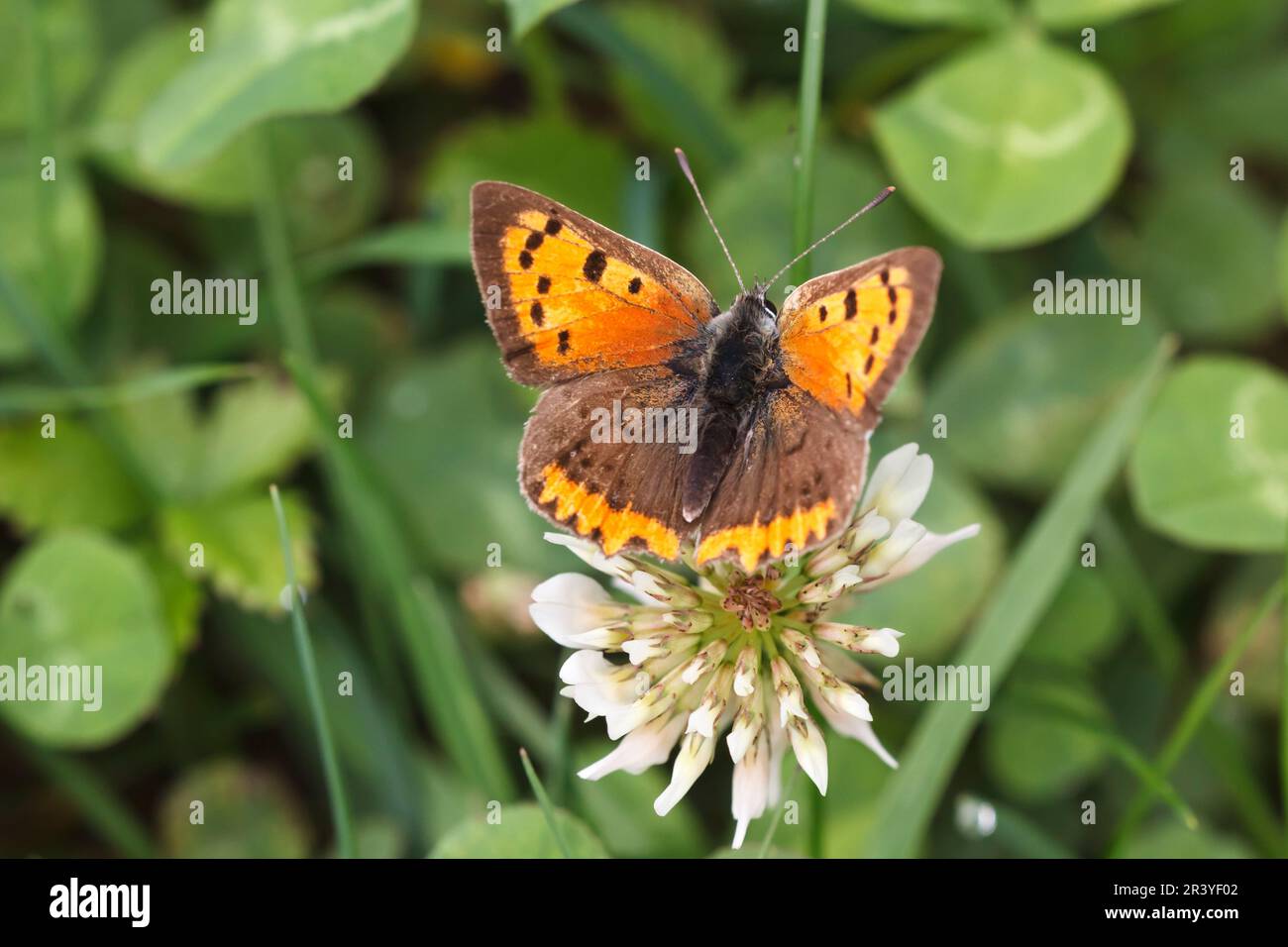 Lycaena phlaeas, known as Small copper, Common copper, American copper ...