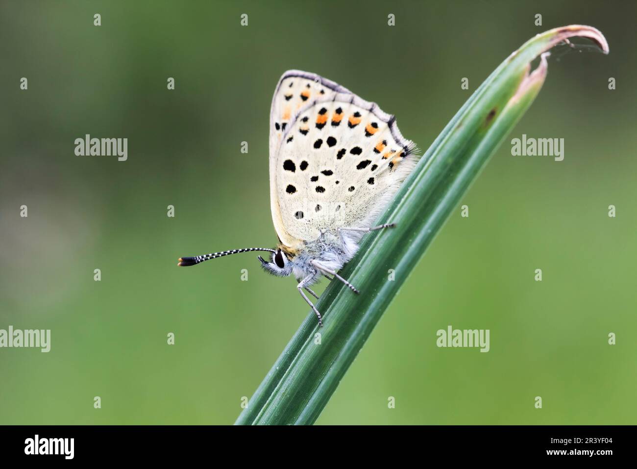Lycaena tityrus, known as Sooty copper, Sooty copper butterfly Stock ...