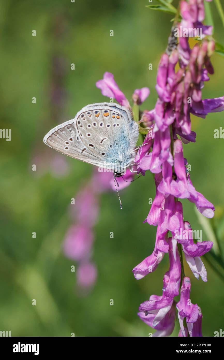 Polyommatus amandus, known as Amanda's blue, Turquoise blue, Amanda's ...