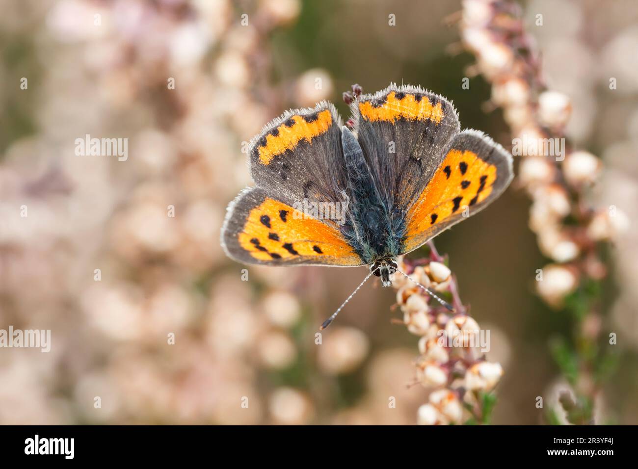 Lycaena phlaeas, known as Small copper, Common copper, American copper ...