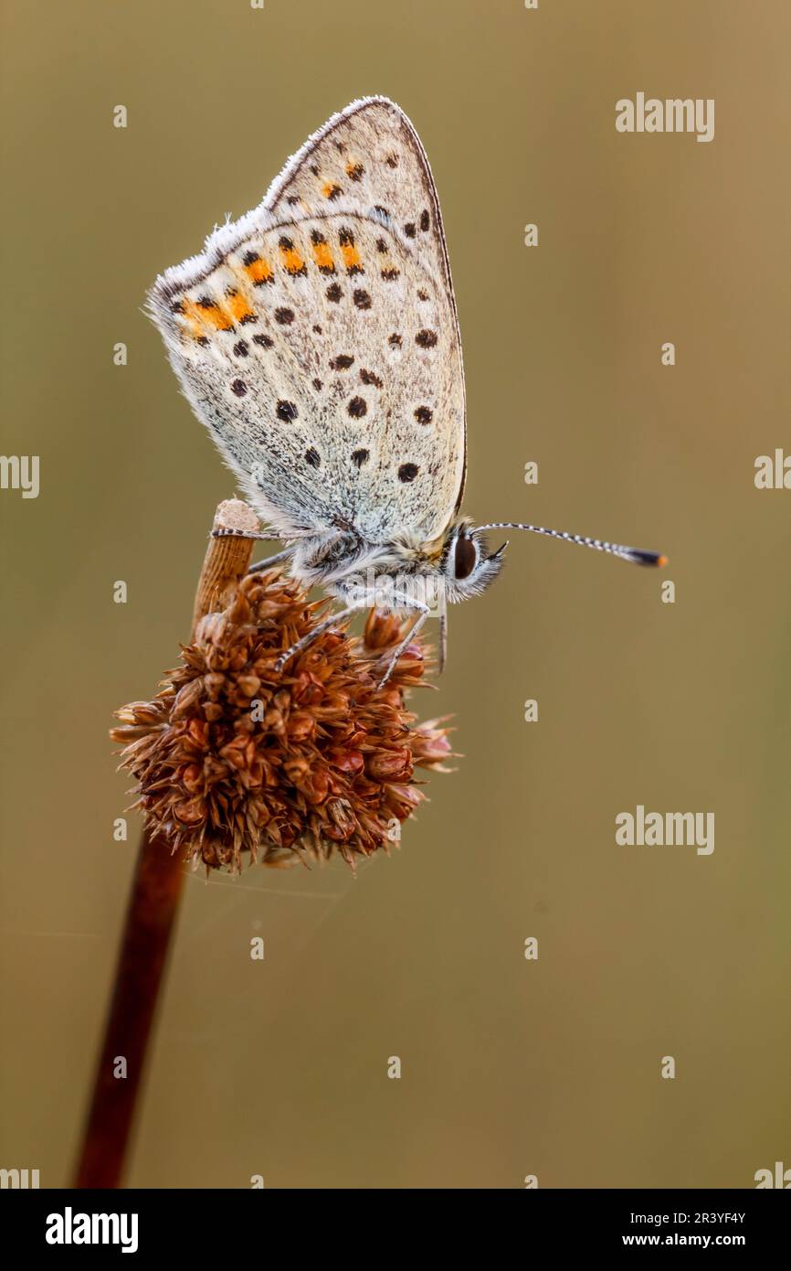 Lycaena tityrus (male), known as Sooty copper butterfly Stock Photo - Alamy