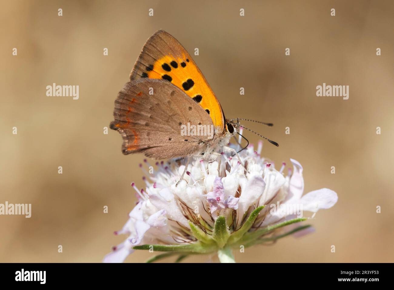 Lycaena phlaeas, known as Small copper, Common copper, American copper ...
