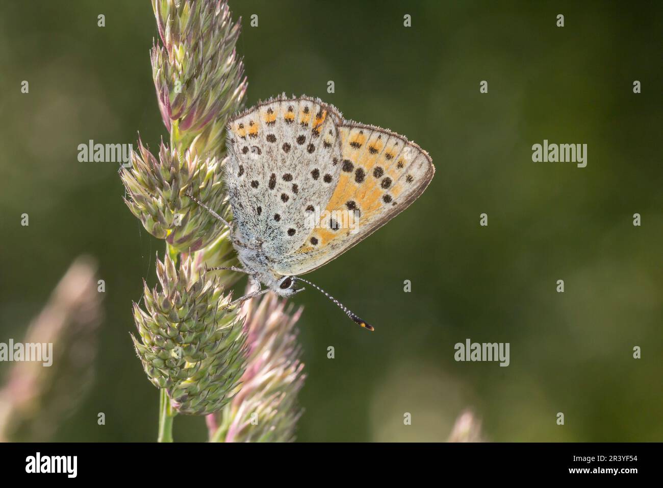 Lycaena tityrus, known as Sooty copper, Sooty copper butterfly Stock ...