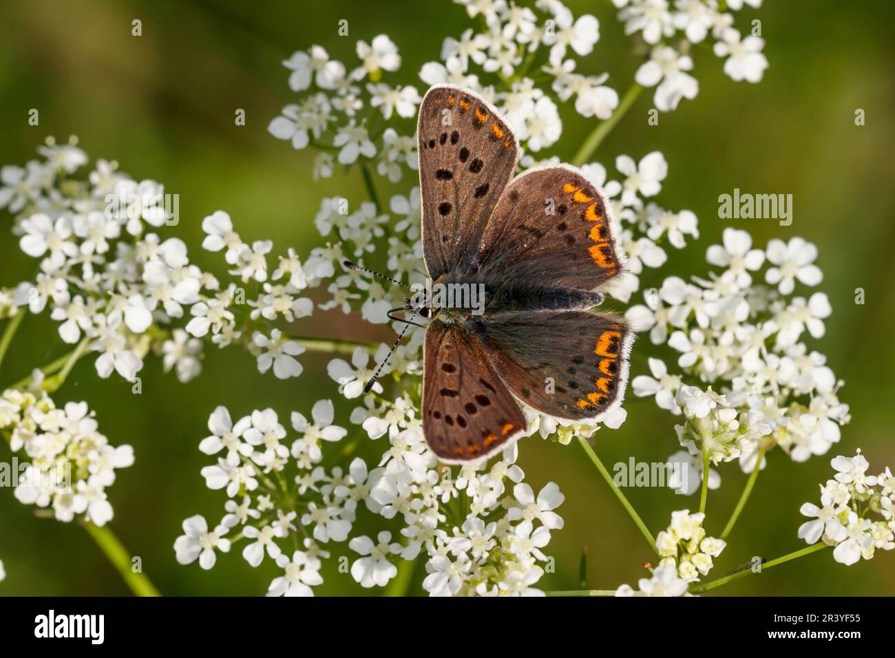 Lycaena tityrus (male), known as Sooty copper butterfly Stock Photo - Alamy