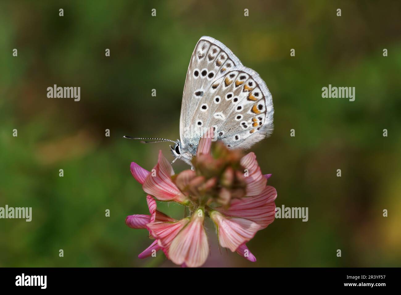 Escherbla uling hi-res stock photography and images - Alamy