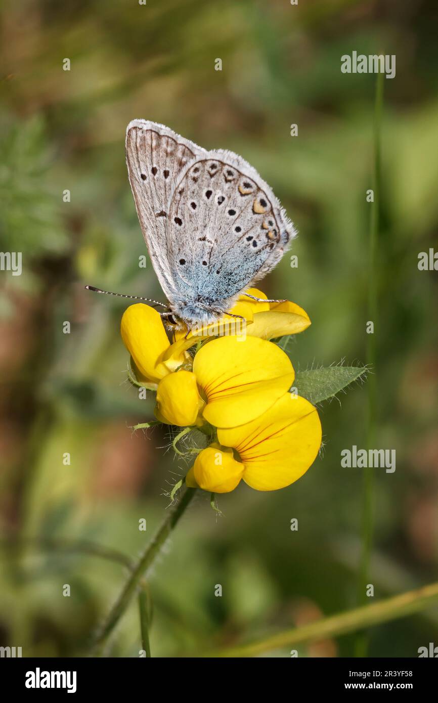 Polyommatus amandus, known as Amanda's blue, Turquoise blue, Amanda's ...