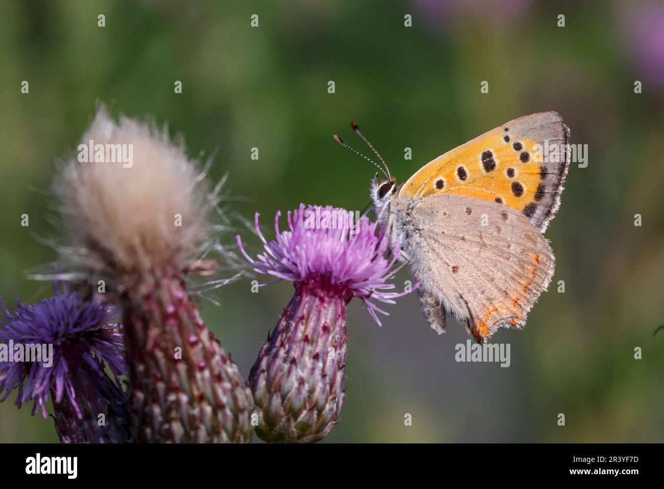 Lycaena phlaeas, known as Small copper, Common copper, American copper ...