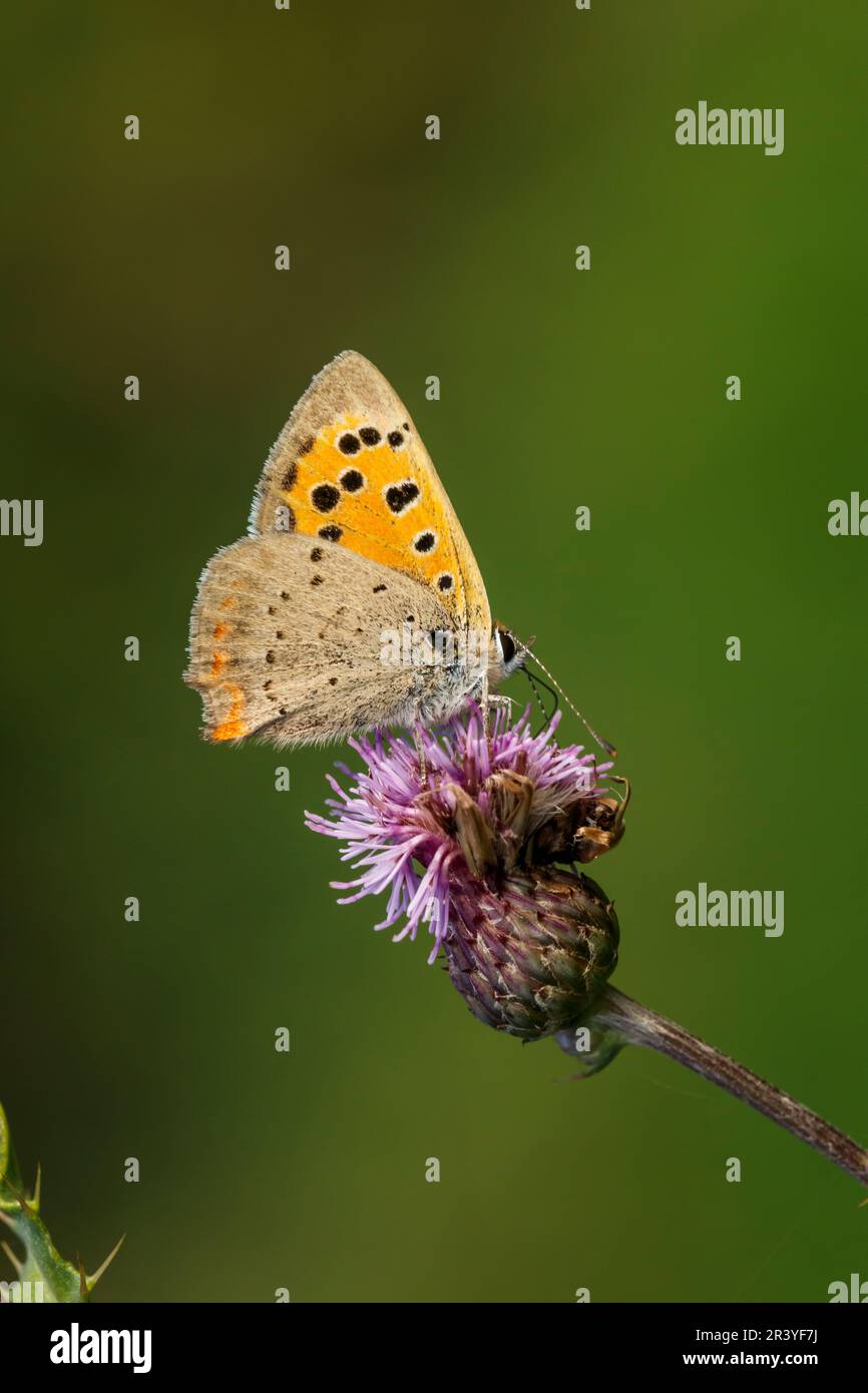 Lycaena phlaeas, known as Small copper, Common copper, American copper ...