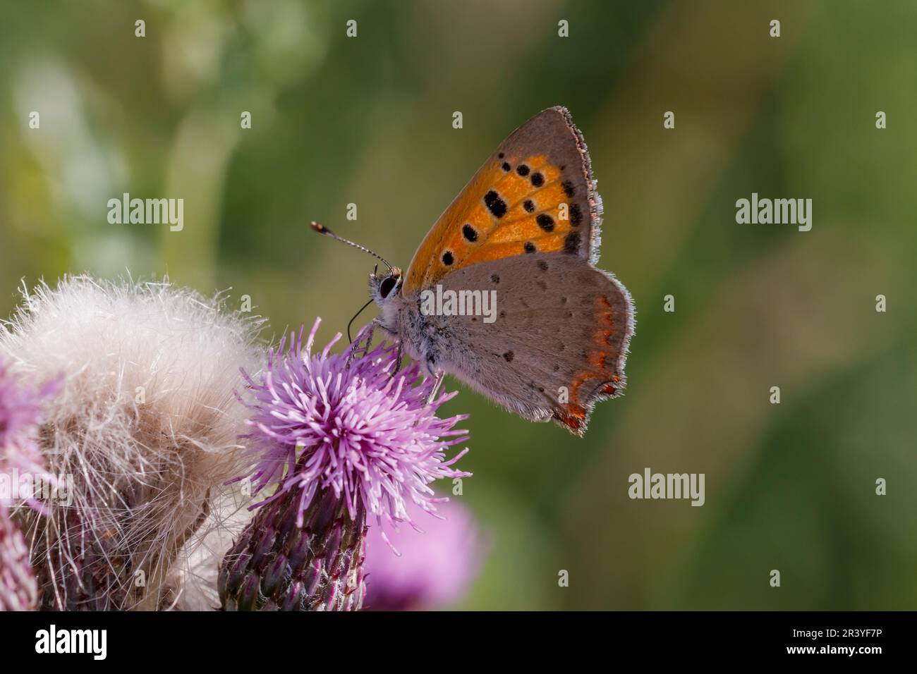 Lycaena phlaeas, known as Small copper, Common copper, American copper ...