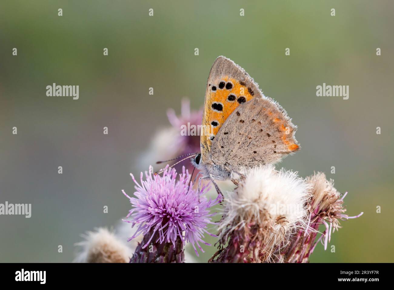 Lycaena phlaeas, known as Small copper, Common copper, American copper ...
