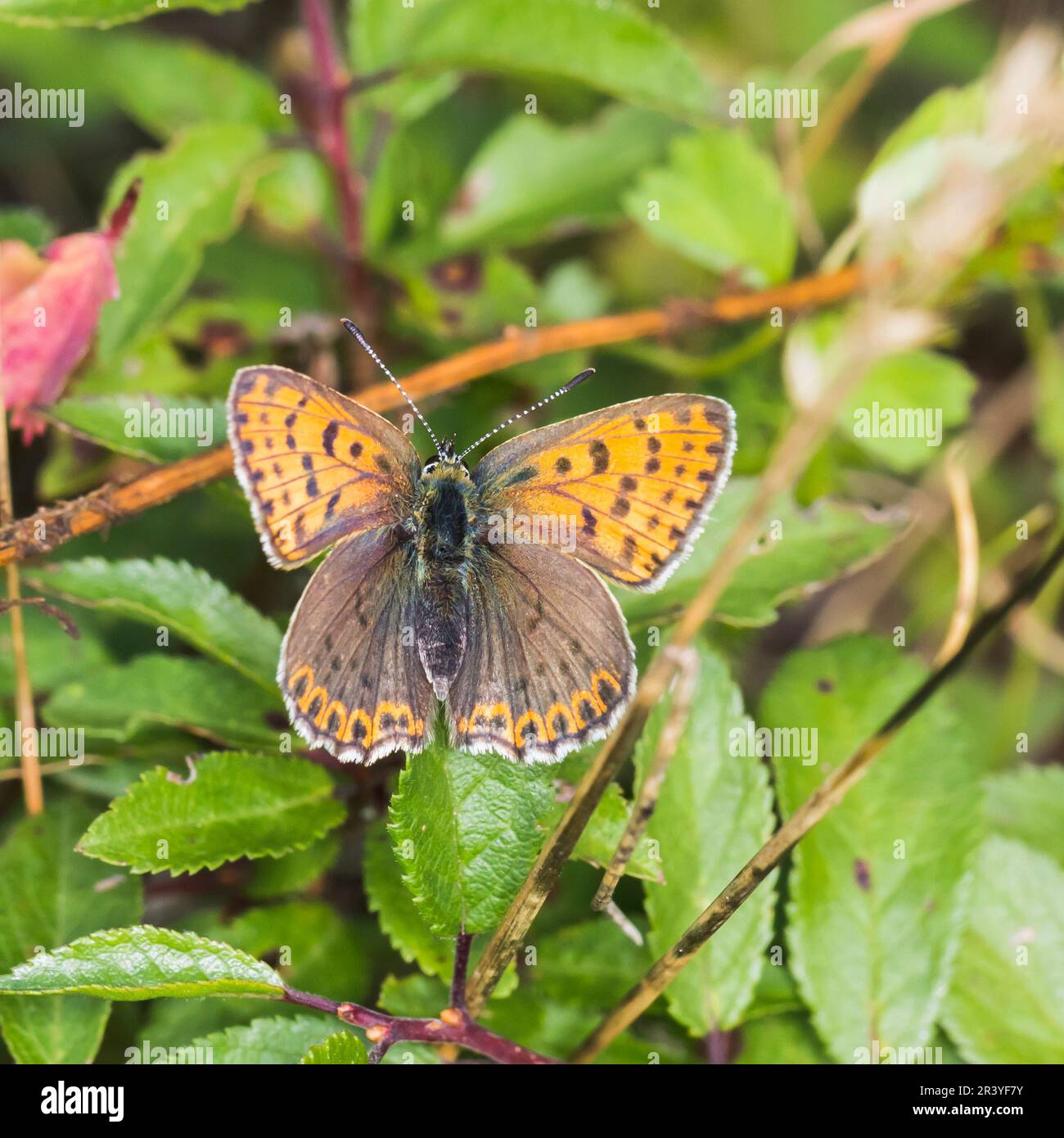 Lycaena tityrus (female), known as Sooty copper butterfly Stock Photo ...