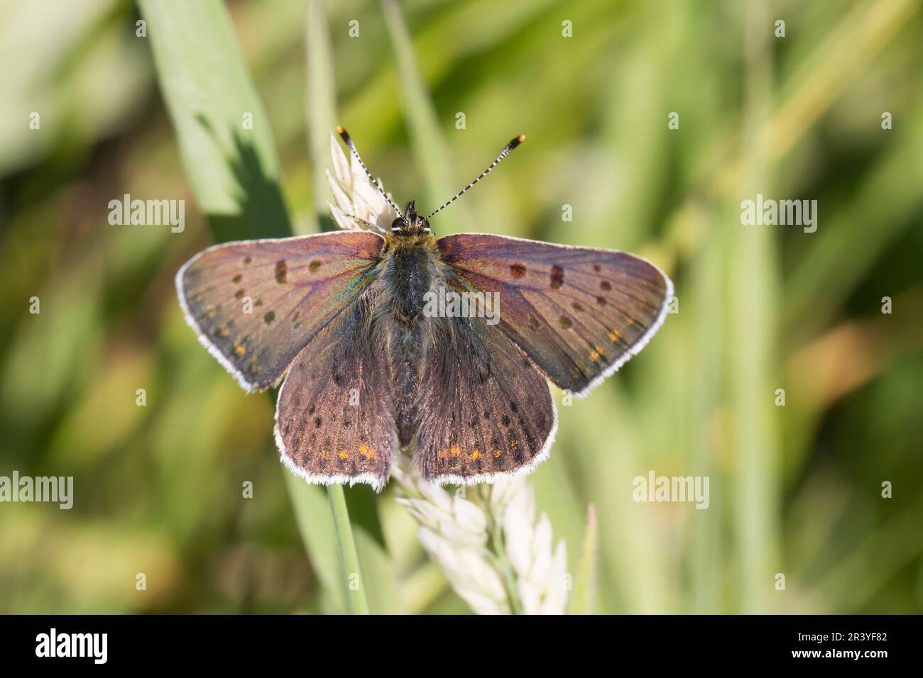 Lycaena tityrus (male), known as Sooty copper butterfly Stock Photo - Alamy