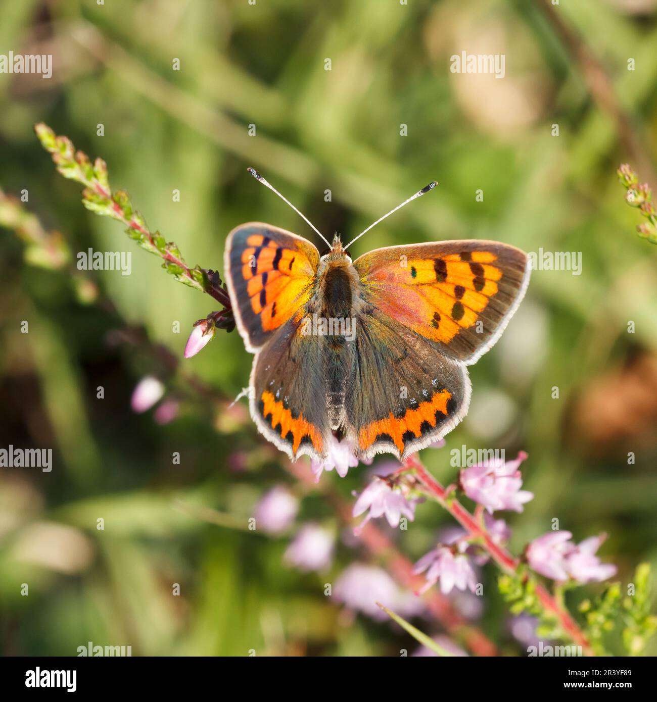 Lycaena phlaeas, known as Small copper, Common copper, American copper ...