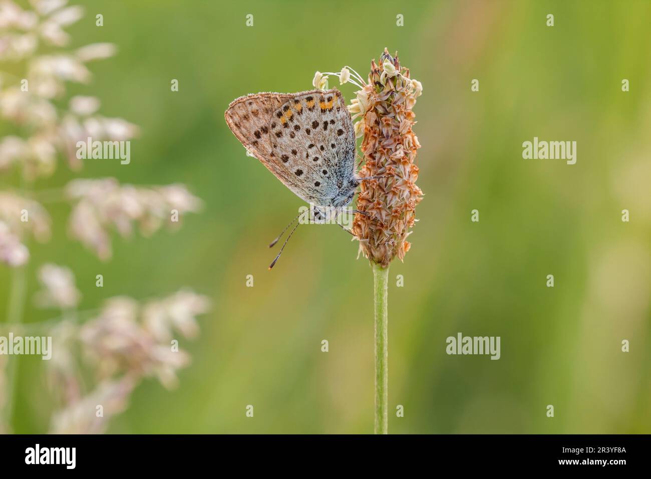 Lycaena tityrus (male), known as Sooty copper butterfly Stock Photo - Alamy