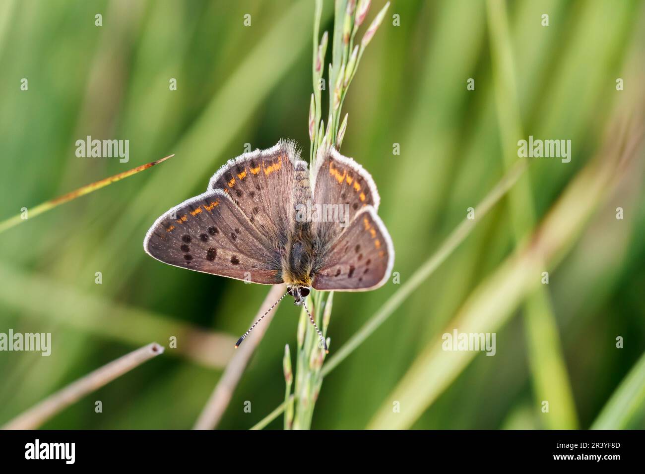 Lycaena tityrus, known as Sooty copper, Sooty copper butterfly Stock ...