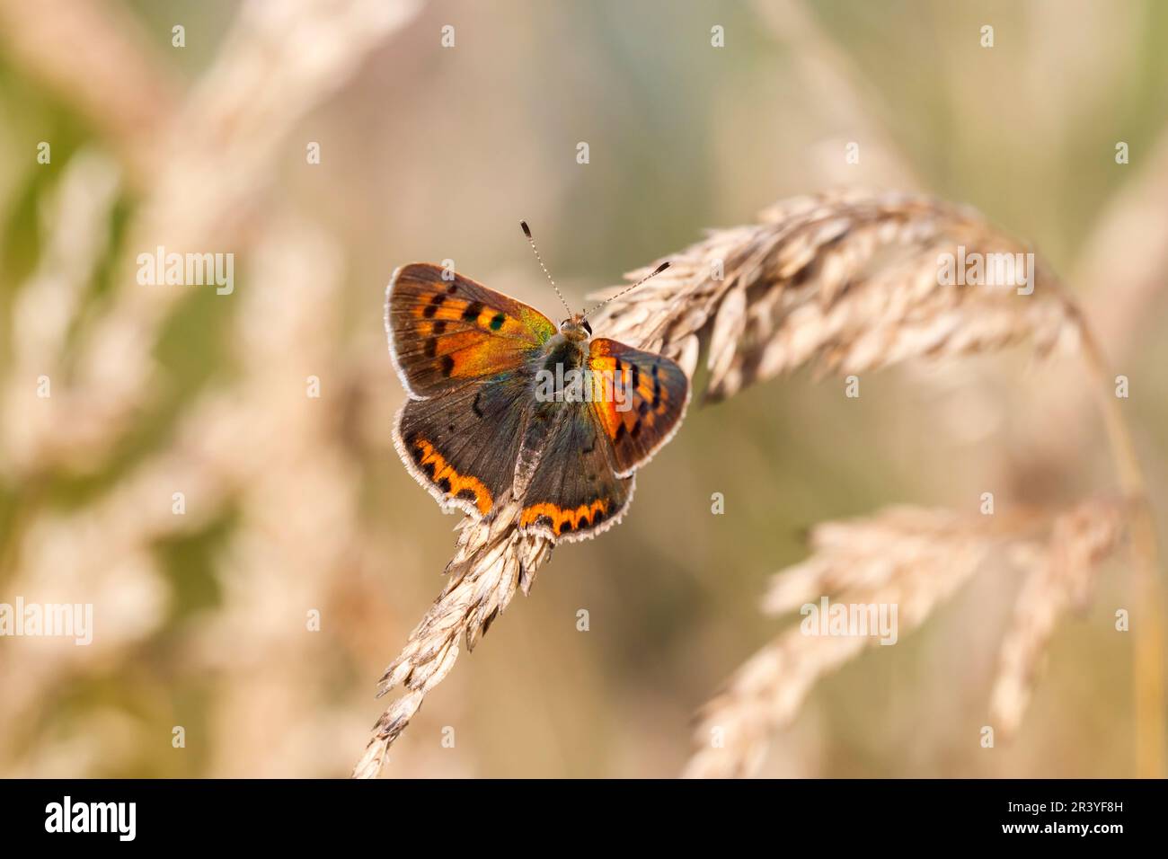Lycaena phlaeas, known as Small copper, Common copper, American copper ...