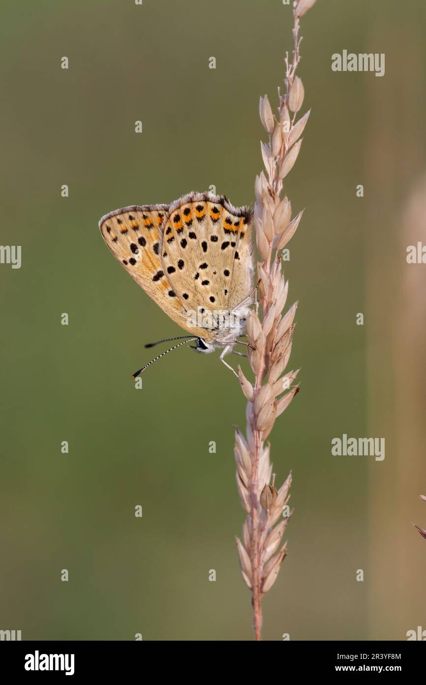 Lycaena tityrus, known as Sooty copper, Sooty copper butterfly Stock ...