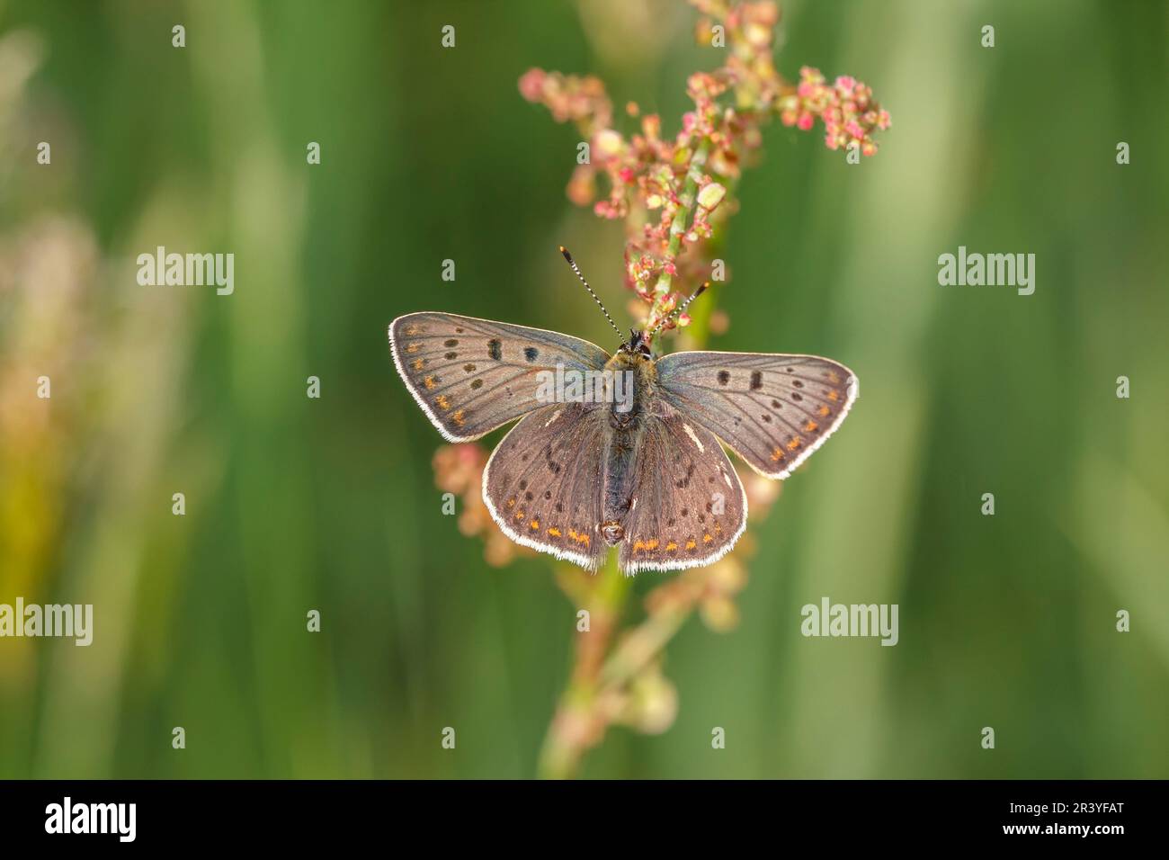 Lycaena tityrus (male), known as Sooty copper butterfly Stock Photo - Alamy