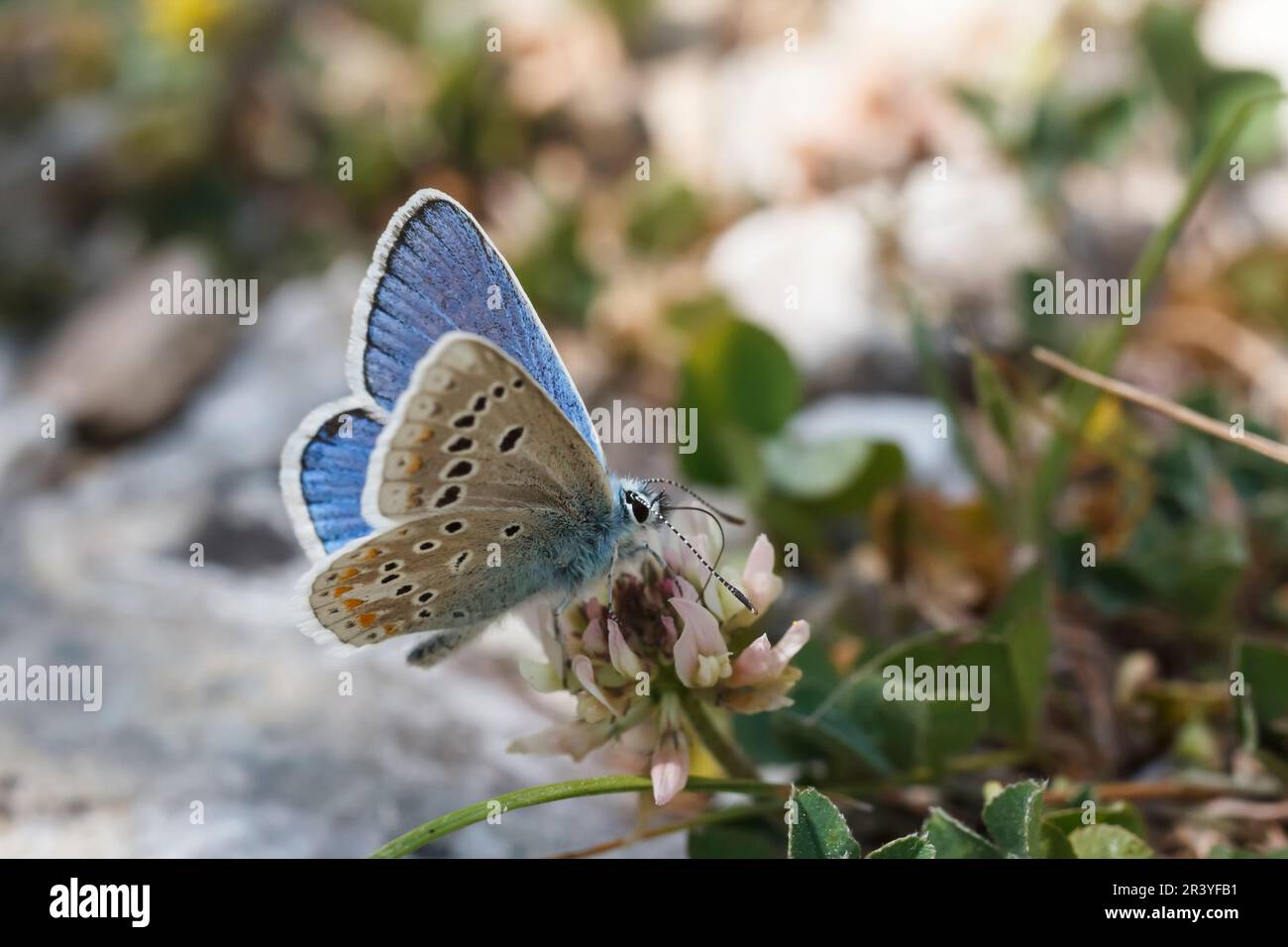 Polyommatus dorylas (male), known as Turquoise blue butterfly Stock ...