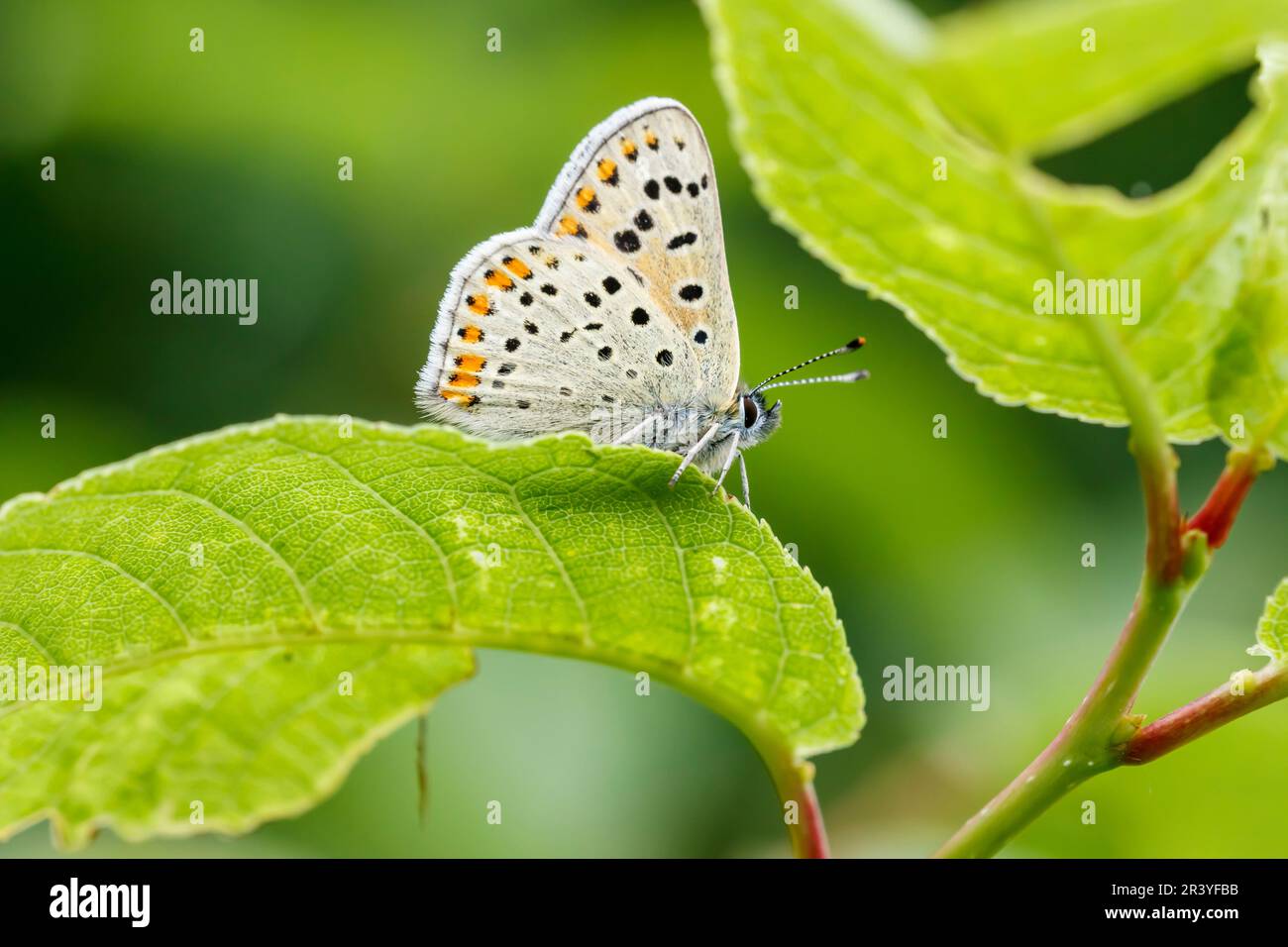 Lycaena tityrus, known as Sooty copper, Sooty copper butterfly Stock ...