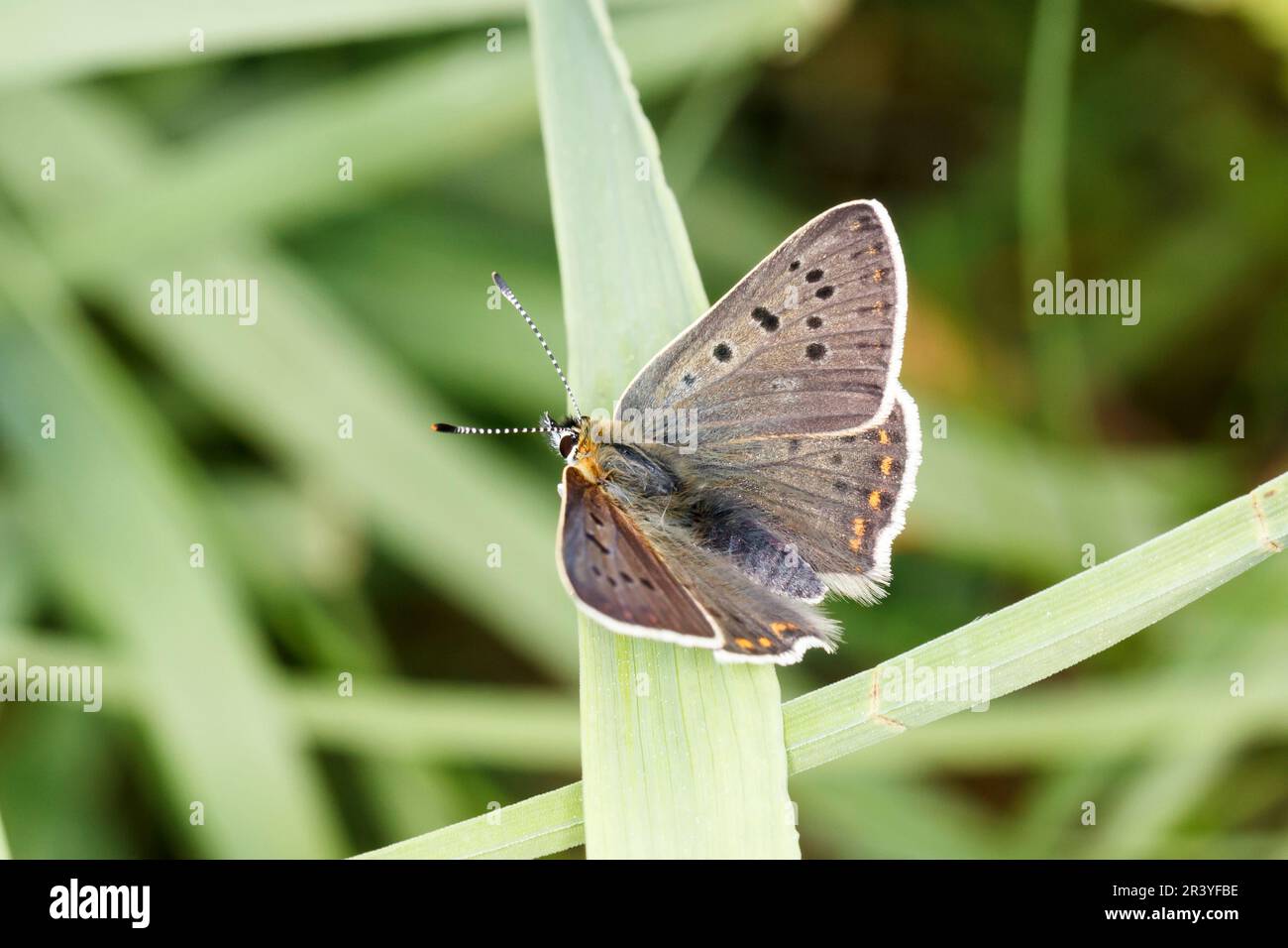 Lycaena tityrus (male), known as Sooty copper butterfly Stock Photo - Alamy