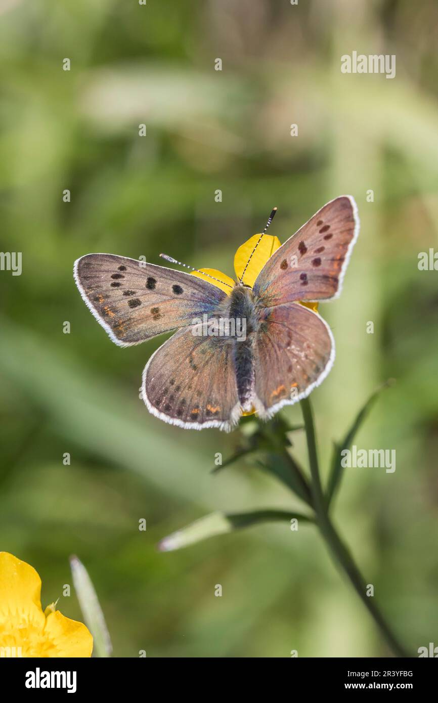 Lycaena tityrus (male), known as Sooty copper butterfly Stock Photo - Alamy
