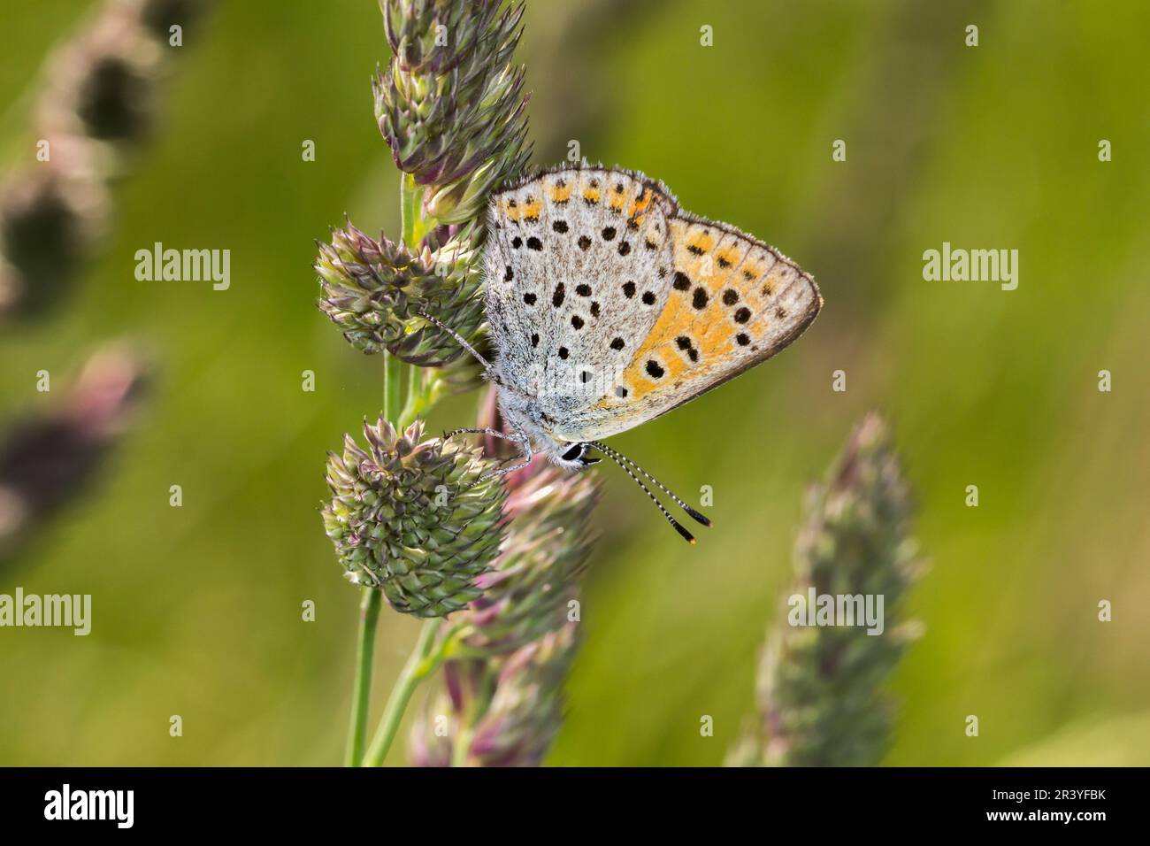 Lycaena tityrus, known as Sooty copper, Sooty copper butterfly Stock ...
