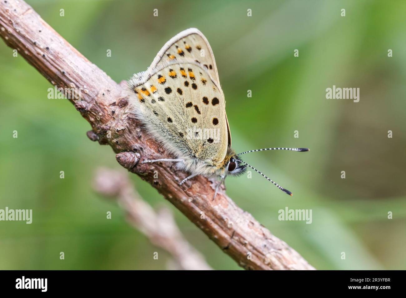 Lycaena tityrus, known as Sooty copper, Sooty copper butterfly Stock ...