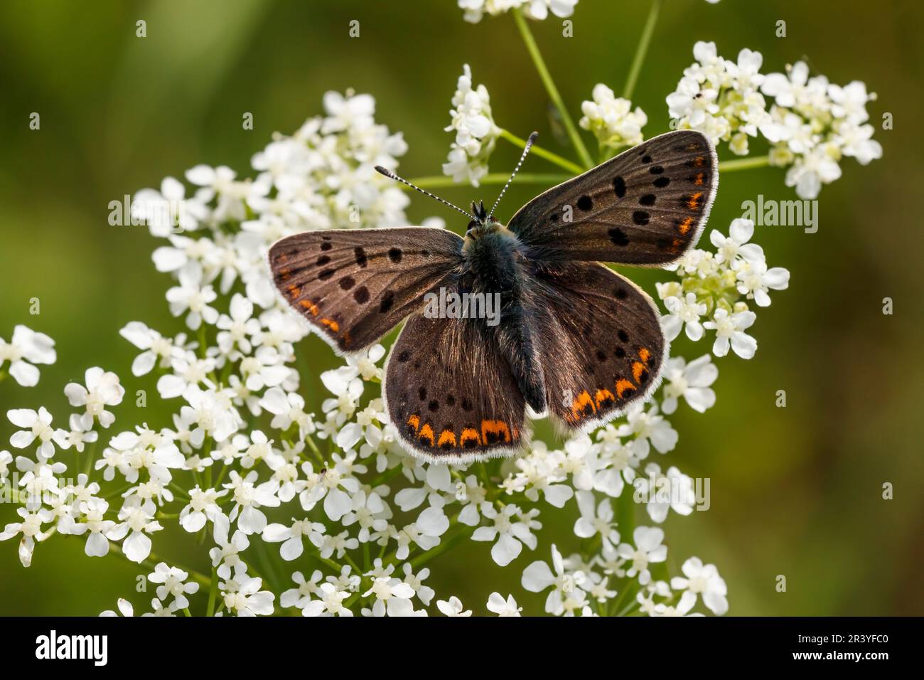 Lycaena tityrus (male), known as Sooty copper butterfly Stock Photo - Alamy