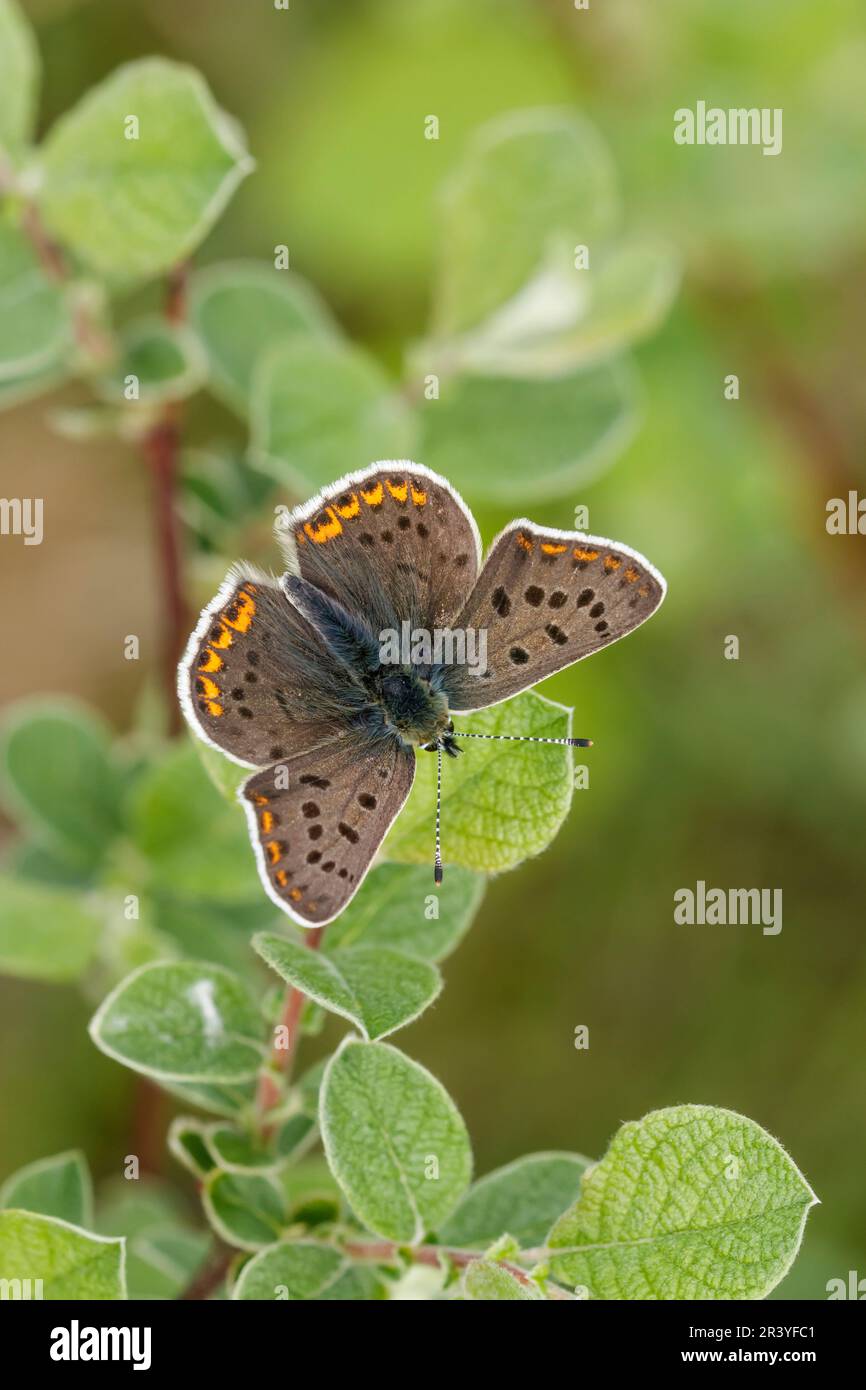 Lycaena tityrus (male), known as Sooty copper butterfly Stock Photo - Alamy