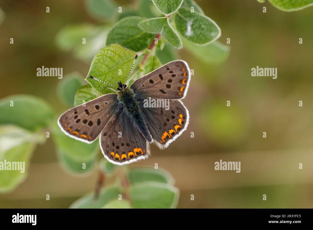 Lycaena tityrus, known as Sooty copper, Sooty copper butterfly Stock ...