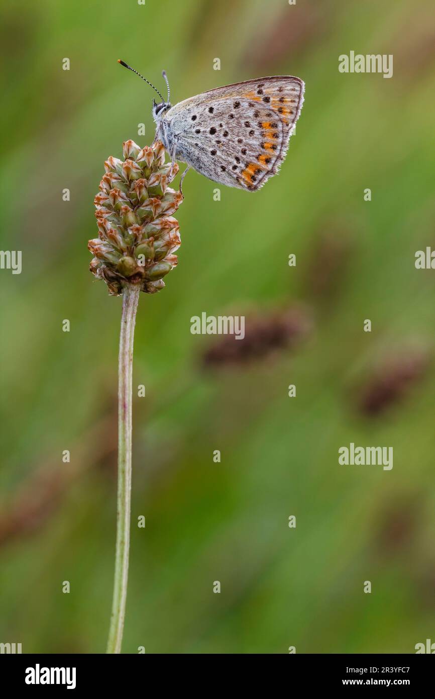 Lycaena tityrus, known as Sooty copper, Sooty copper butterfly Stock ...