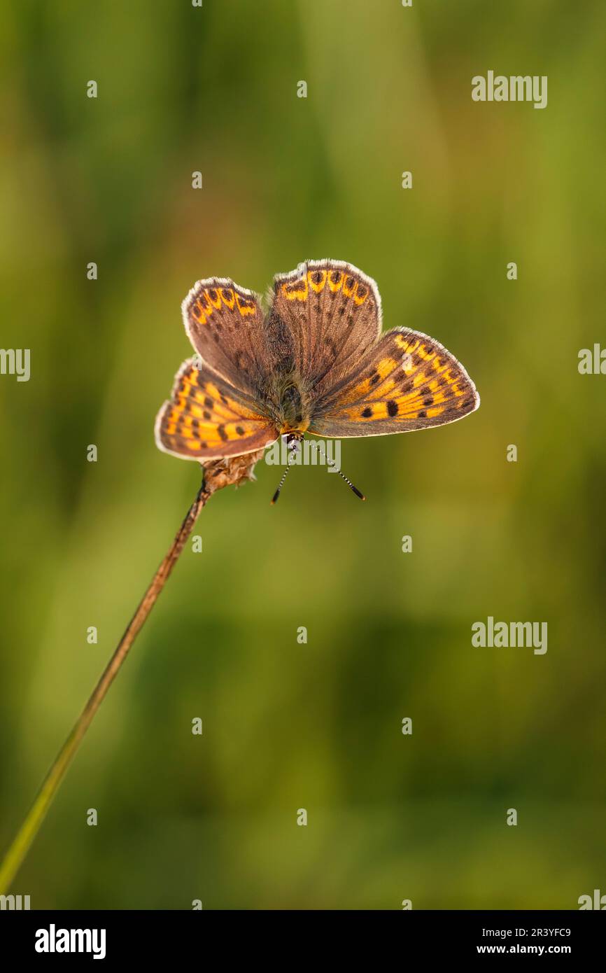Lycaena tityrus (female), known as Sooty copper butterfly Stock Photo ...