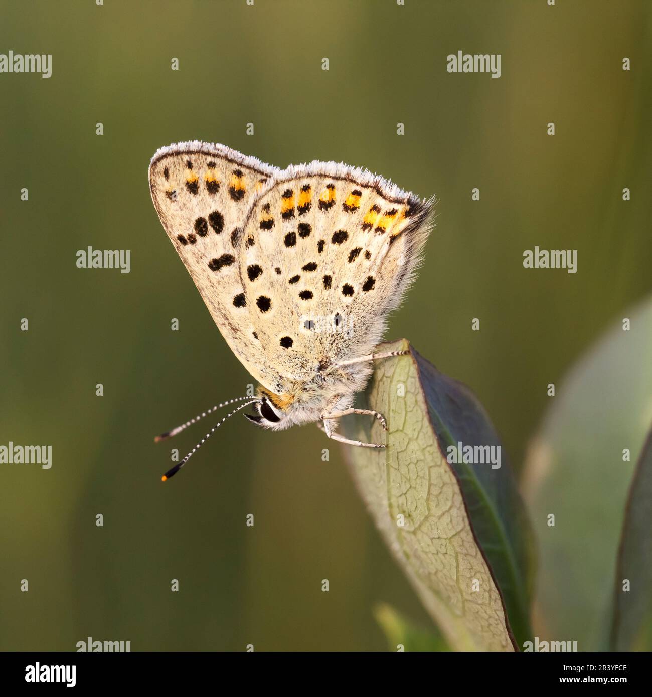 Lycaena tityrus, known as Sooty copper, Sooty copper butterfly Stock ...