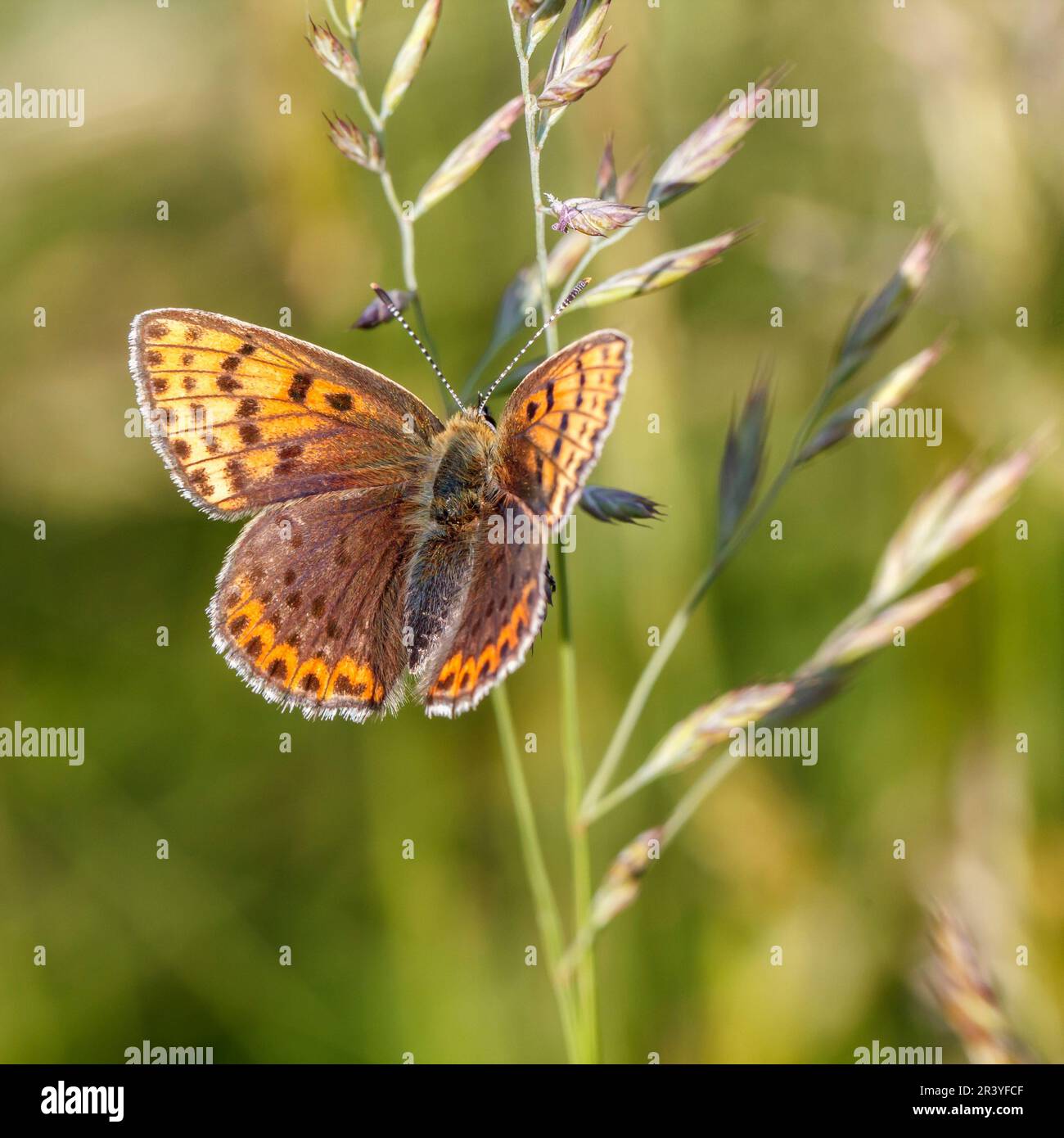 Lycaena tityrus (female), known as Sooty copper butterfly Stock Photo ...