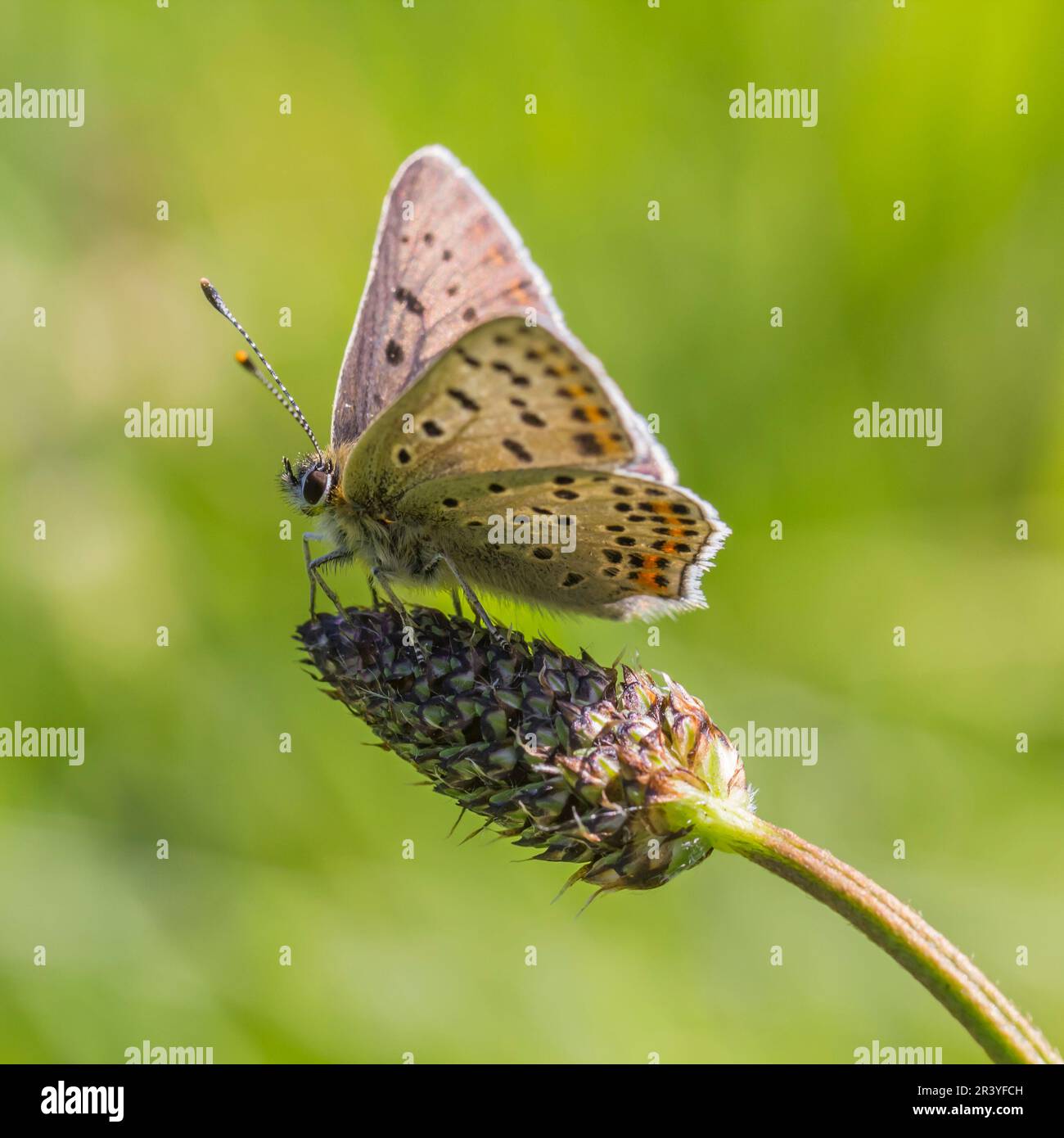 Lycaena tityrus (male), known as Sooty copper butterfly Stock Photo - Alamy