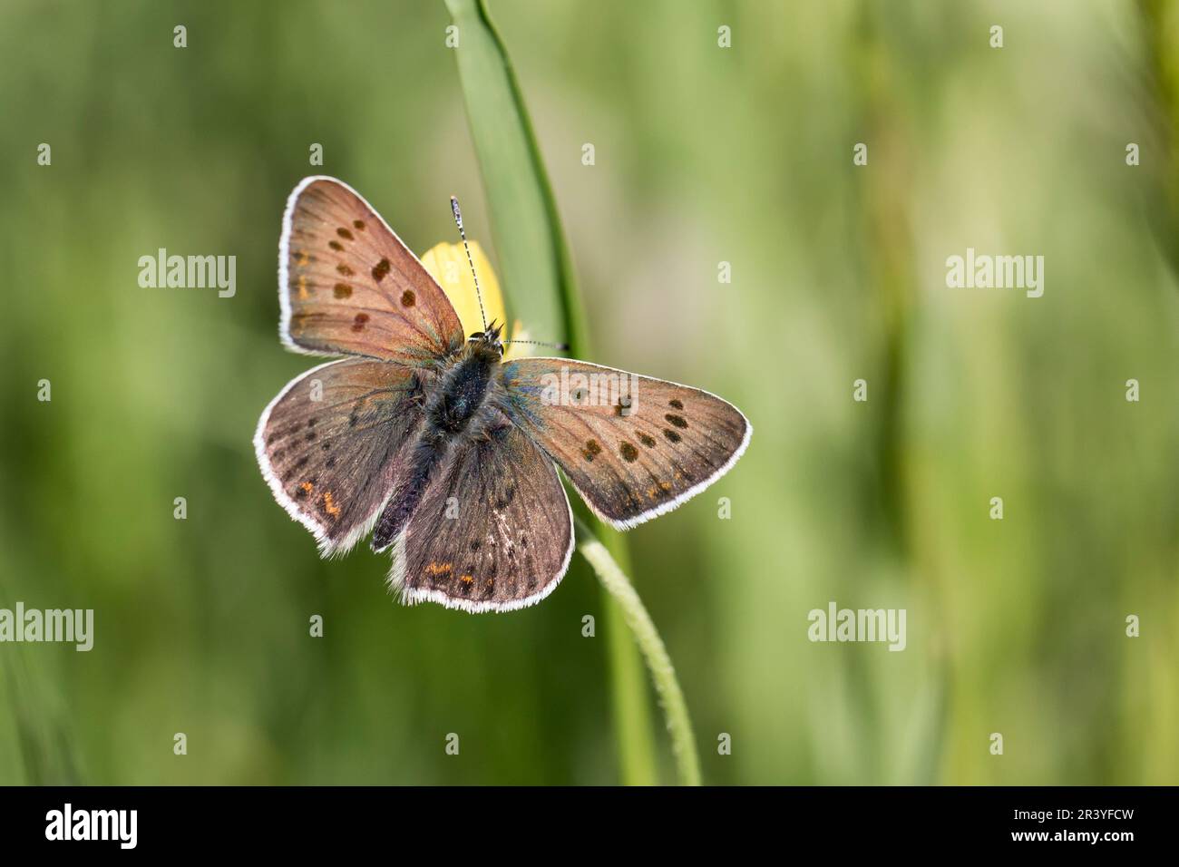 Lycaena tityrus (male), known as Sooty copper butterfly Stock Photo - Alamy