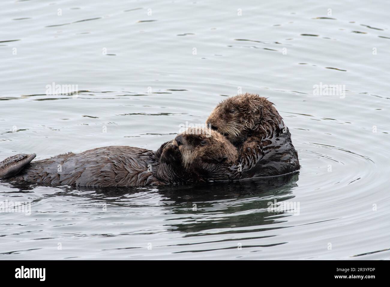 Two sea otters together in the ocean Stock Photo - Alamy