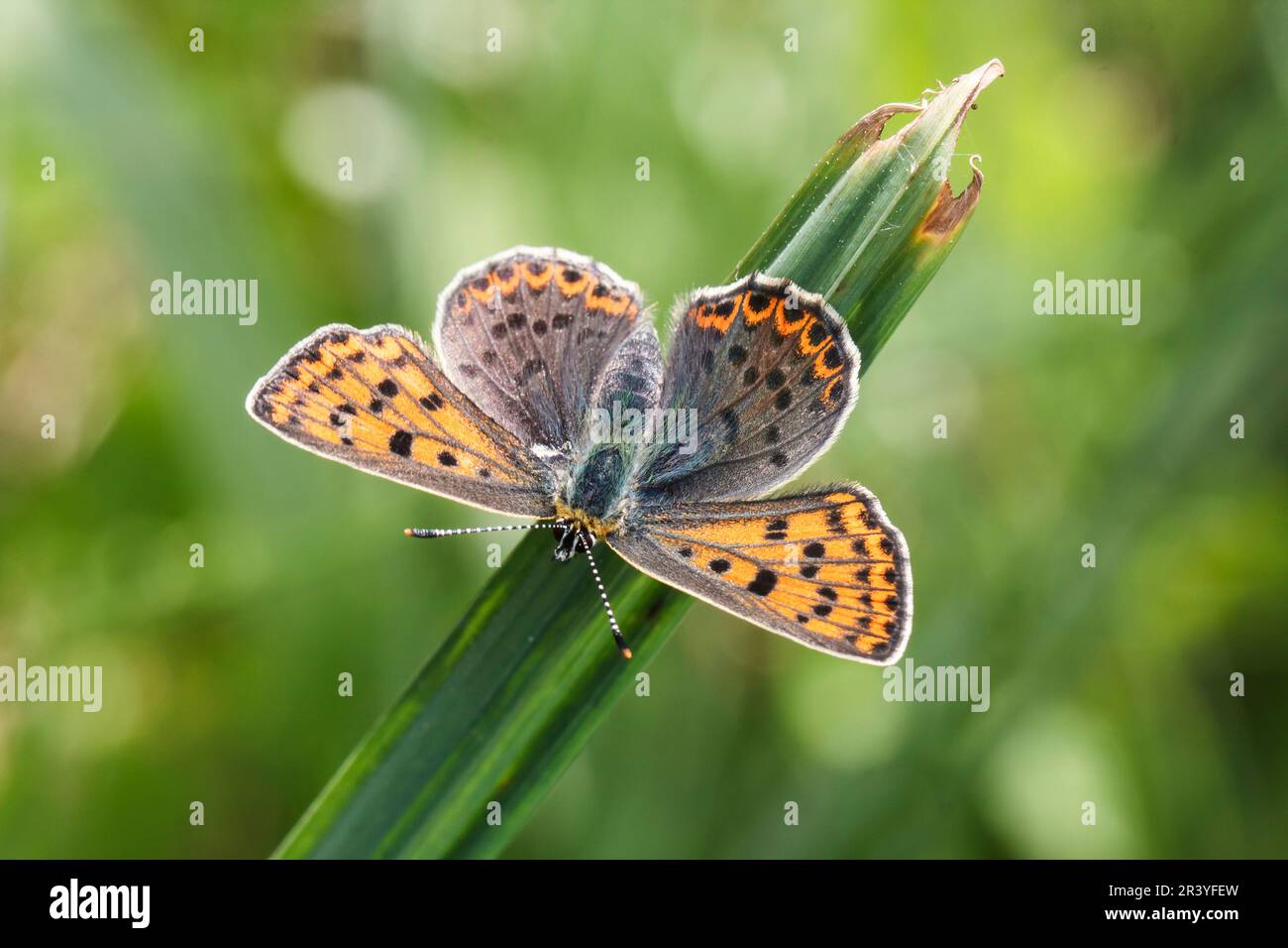 Lycaena tityrus (female), known as Sooty copper butterfly Stock Photo ...