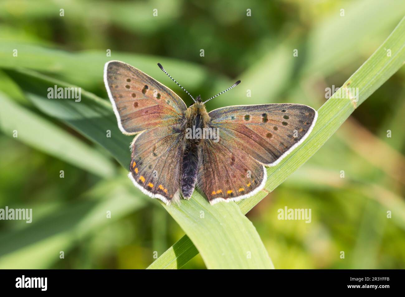 Lycaena tityrus (male), known as Sooty copper butterfly Stock Photo - Alamy