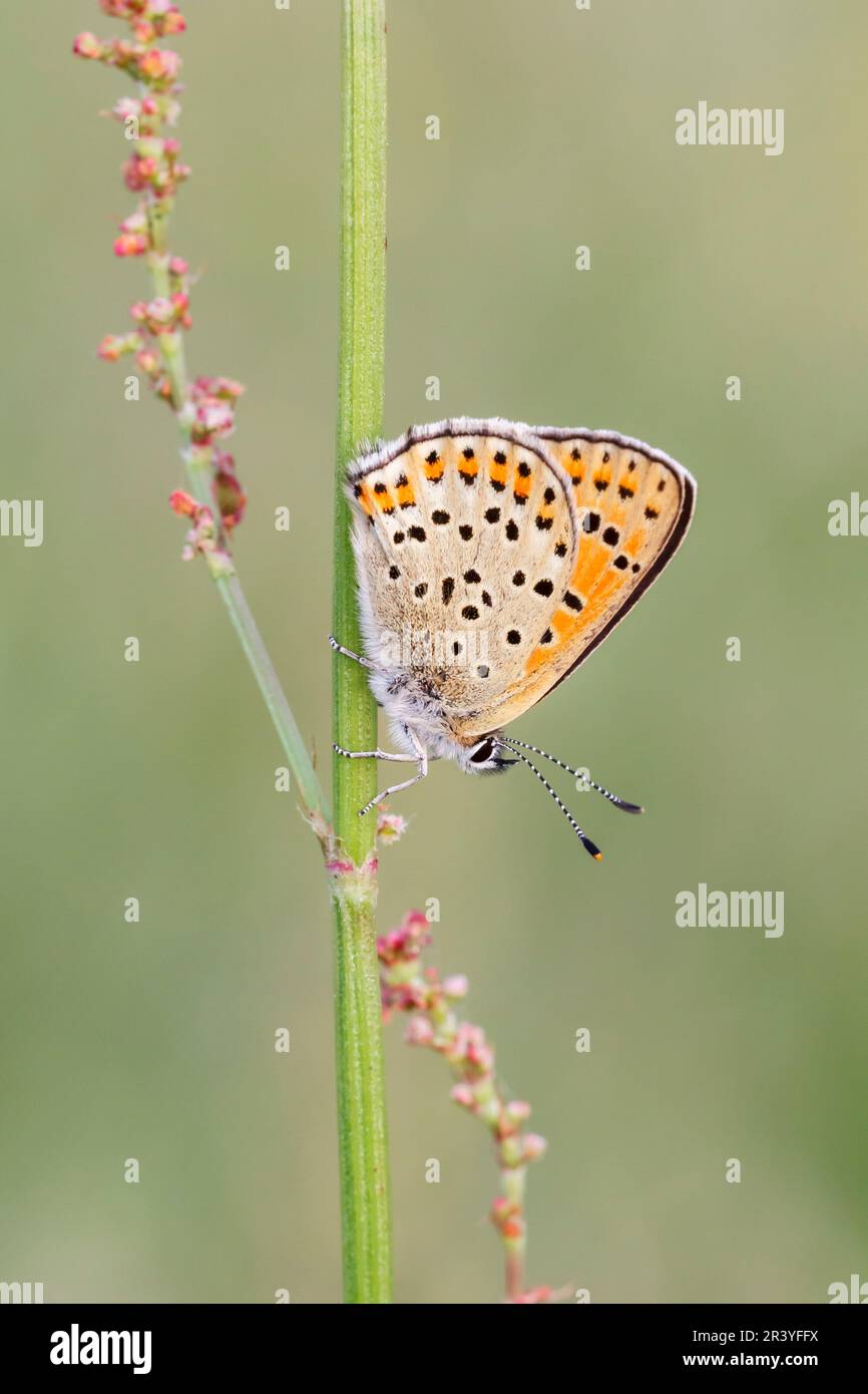 Lycaena tityrus (female), known as Sooty copper butterfly Stock Photo ...