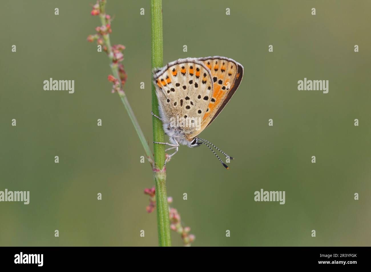 Lycaena tityrus (female), known as Sooty copper butterfly Stock Photo ...