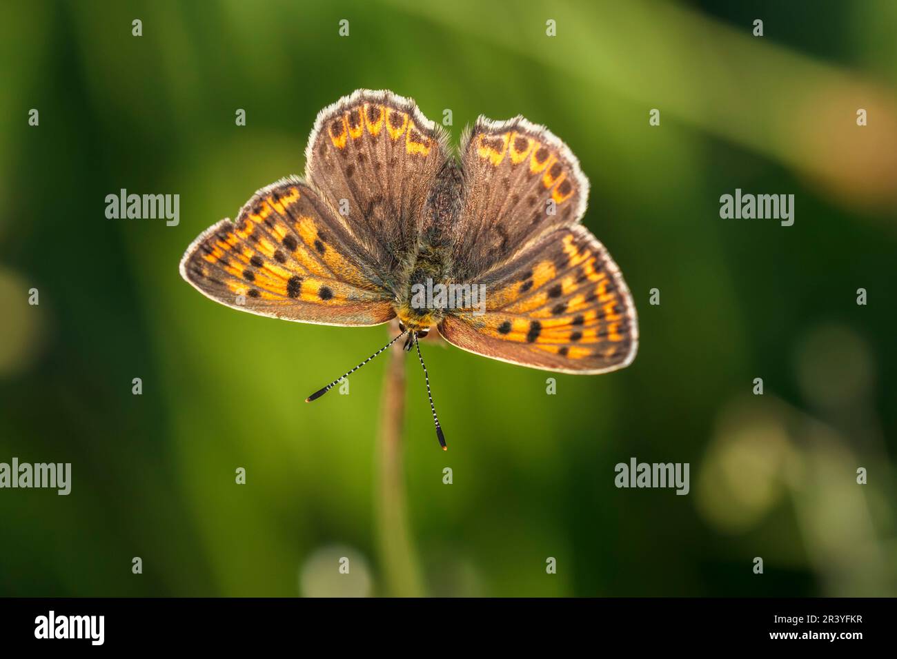 Lycaena tityrus (female), known as Sooty copper butterfly Stock Photo ...
