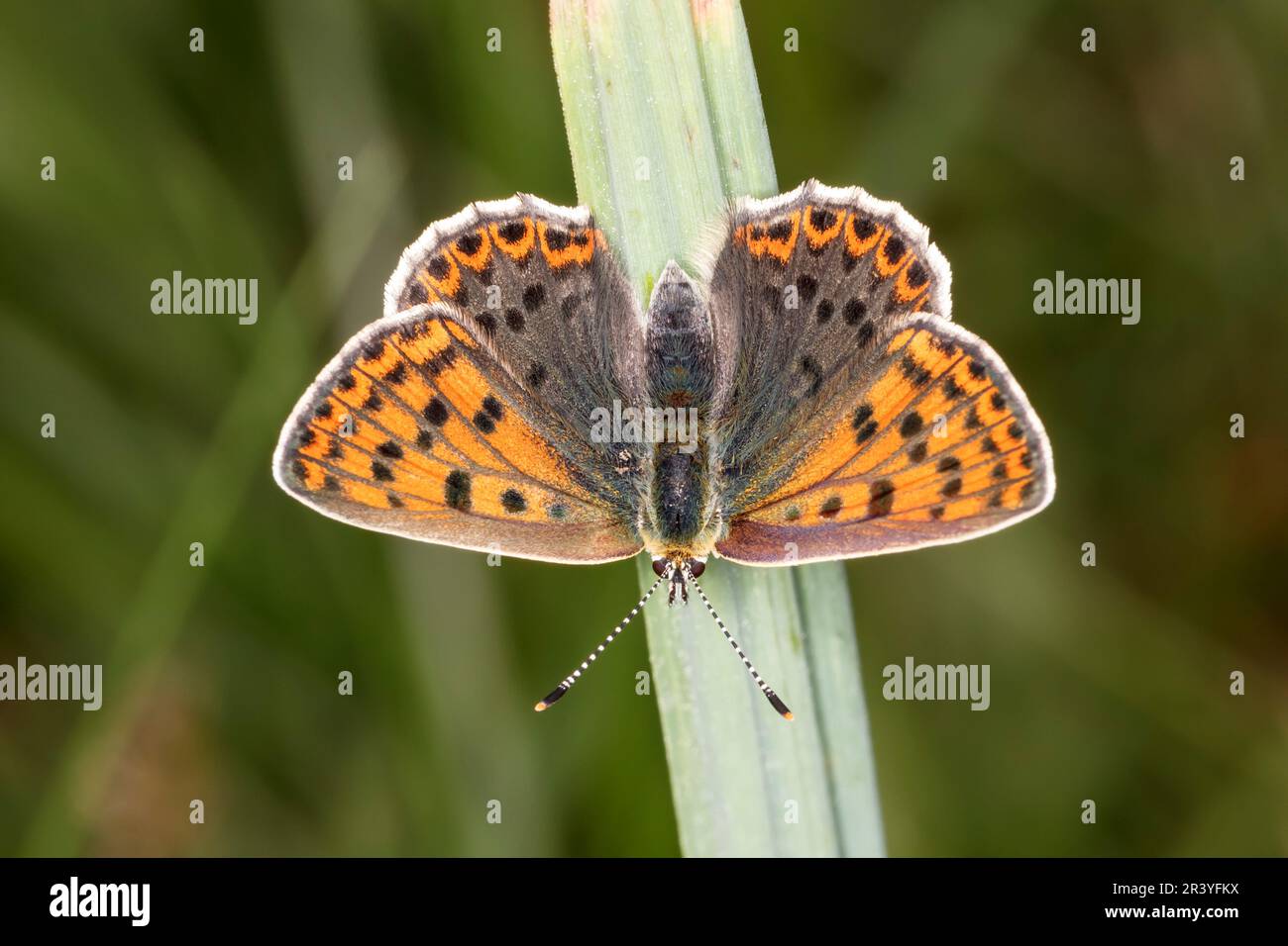 Lycaena tityrus (female), known as Sooty copper butterfly Stock Photo ...