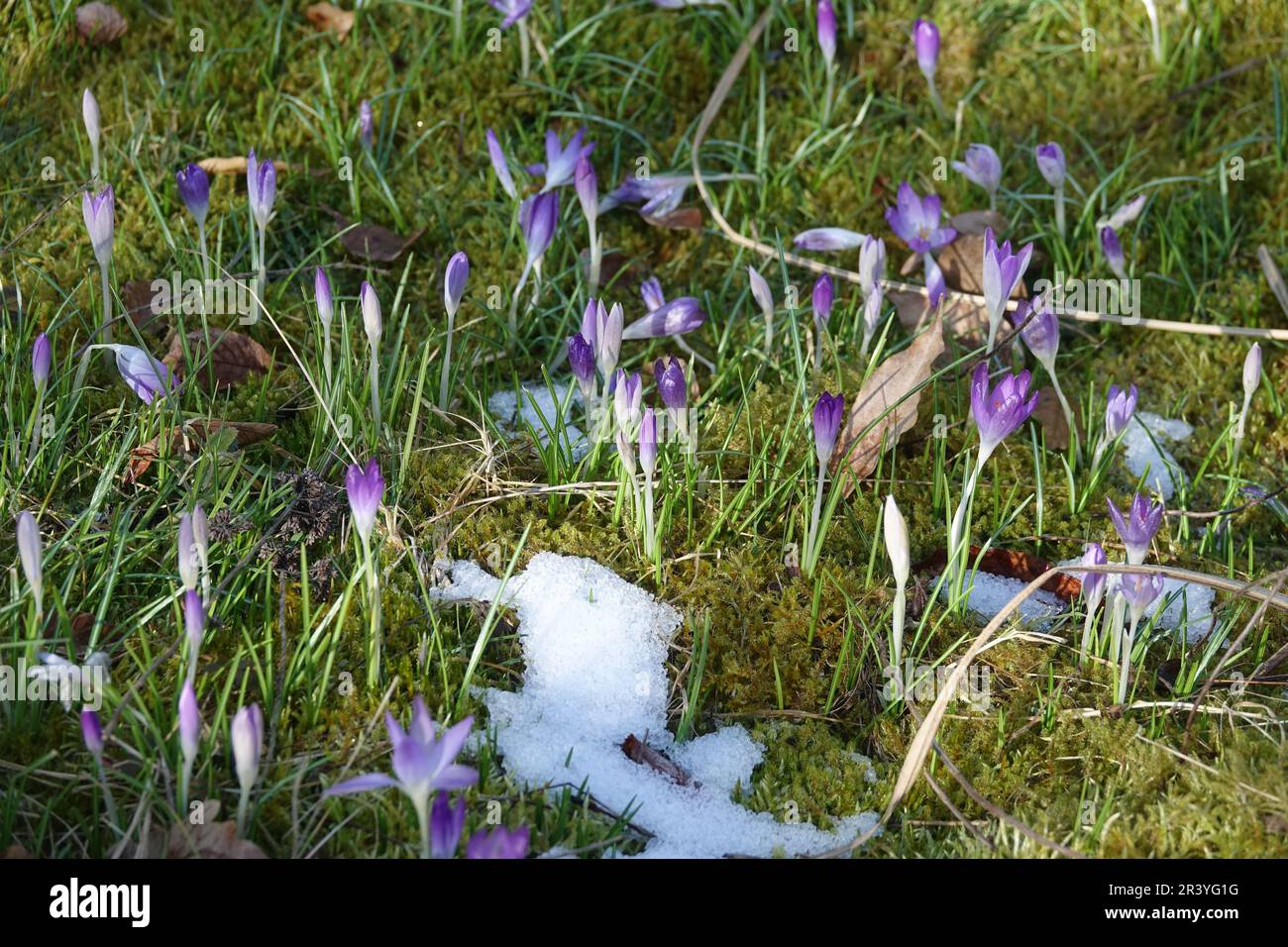 Crocus tomasinianus hi-res stock photography and images - Alamy