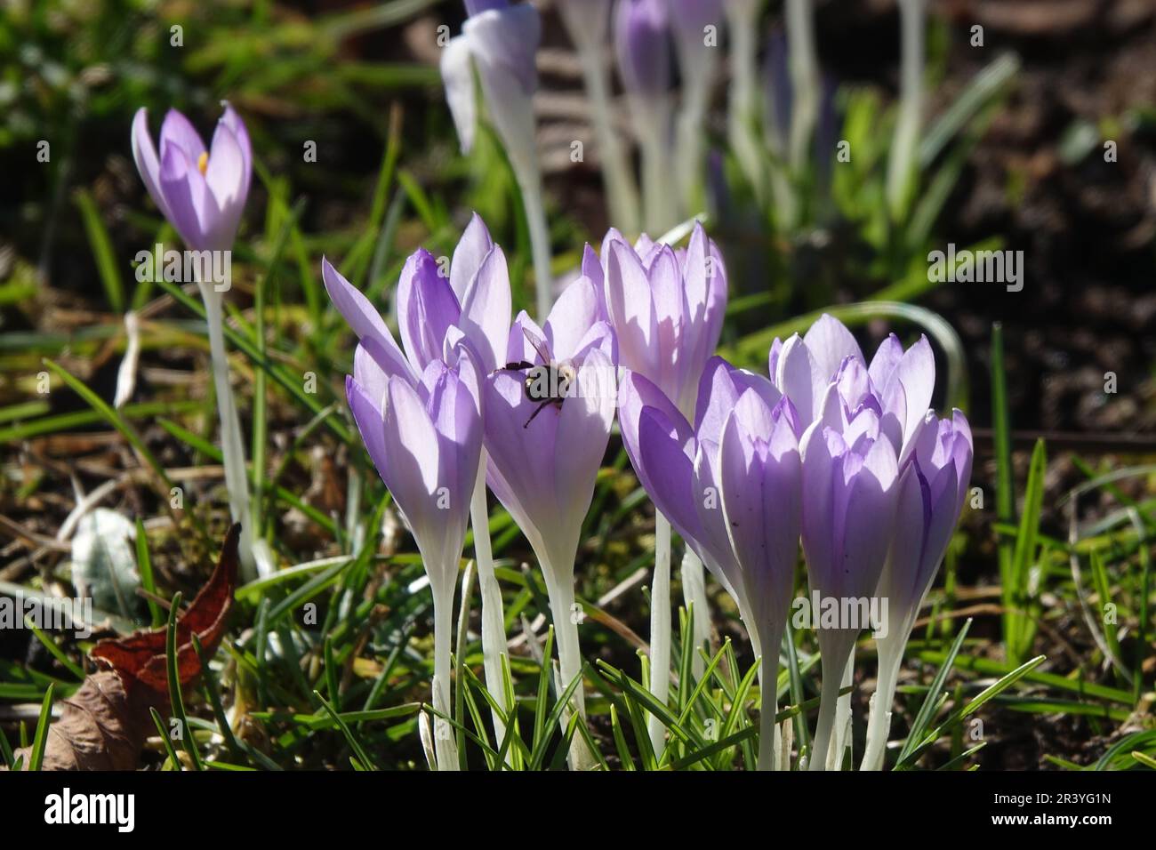 Crocus tommasinianus, woodland crocus, honey bee Stock Photo - Alamy