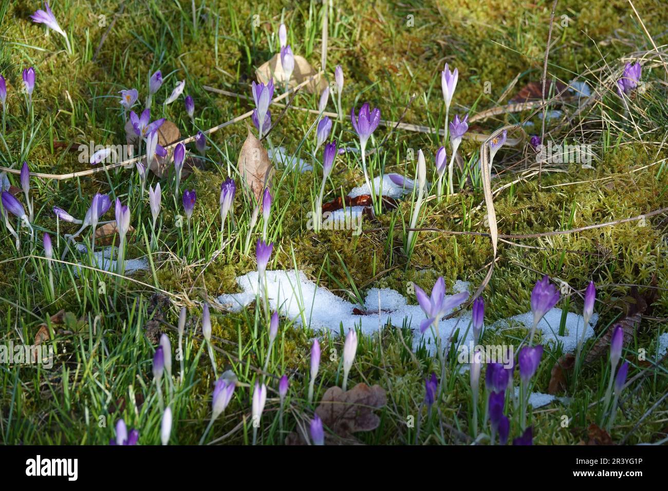 Crocus tommasinianus, woodland crocus Stock Photo - Alamy