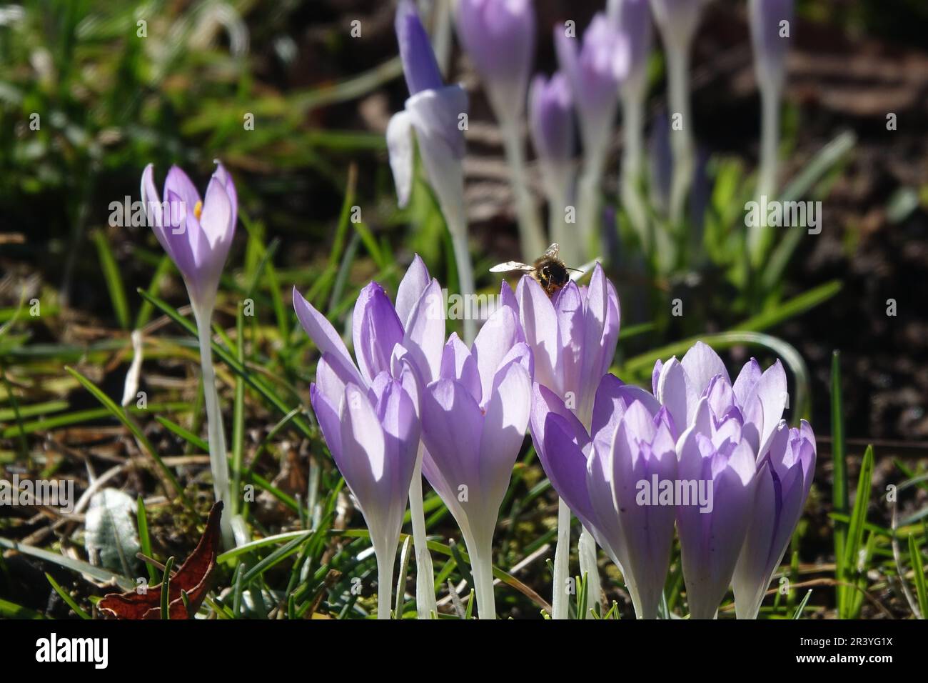 Crocus tommasinianus, woodland crocus, honey bee Stock Photo - Alamy