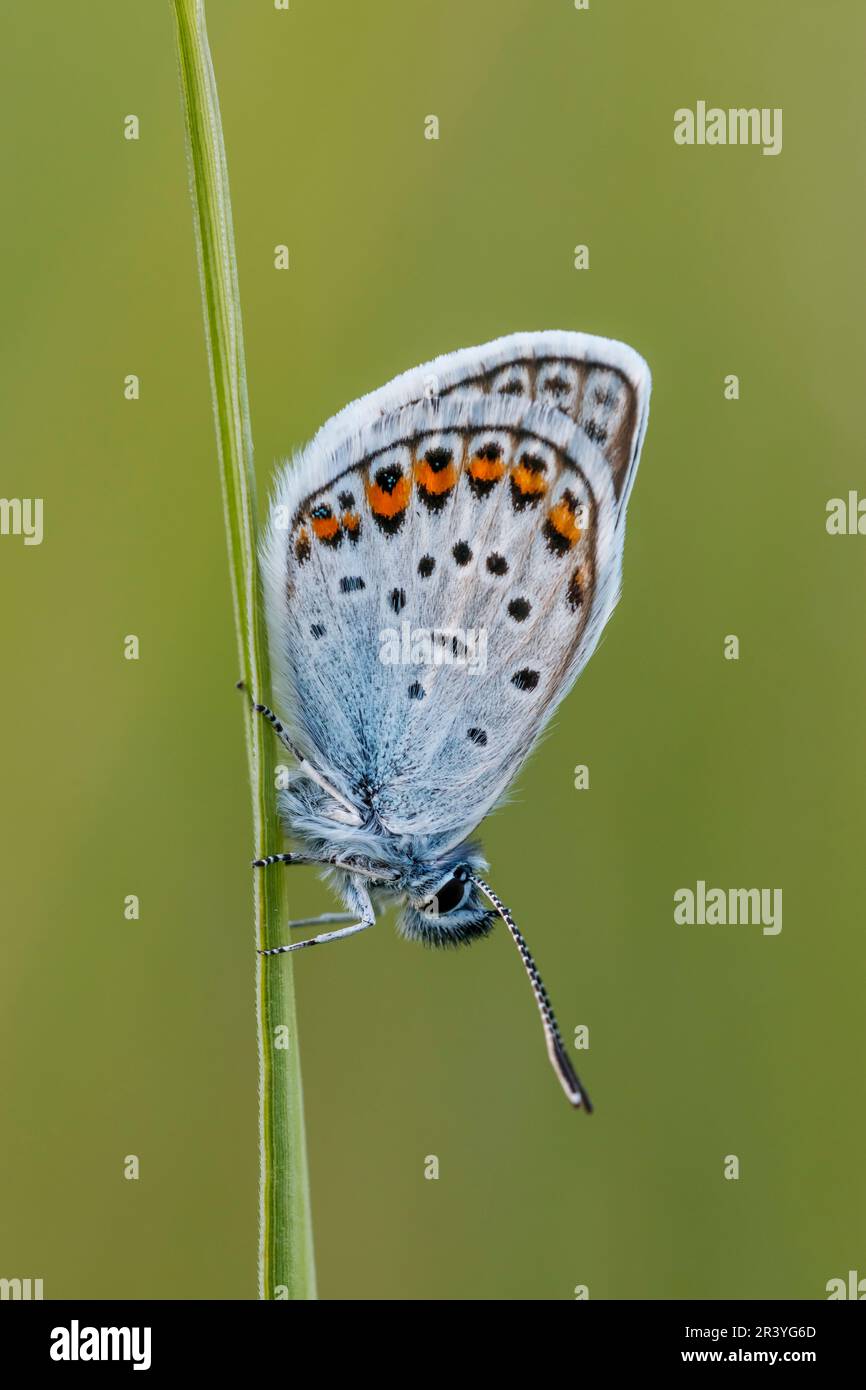 Plebejus argus, known as Silver-studded blue (male butterfly from ...
