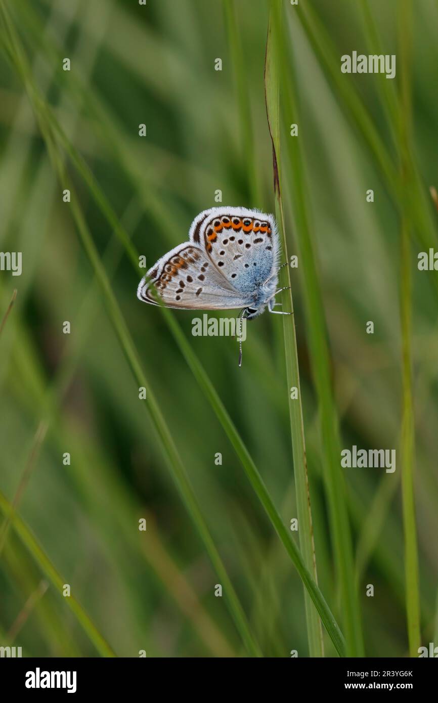 Plebejus argus, known as Silver-studded blue (male butterfly from ...